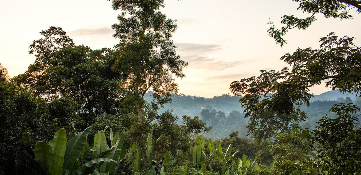 The Origins of Coffee: Tracing the Journey of Our Favorite Morning Beverage