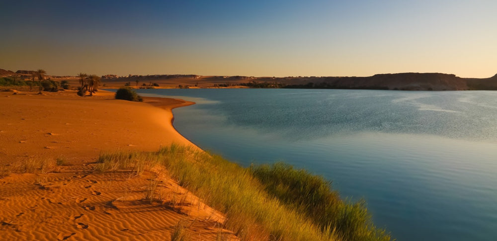 Exploring Excelsa: A Rare and Delicate Coffee Variety